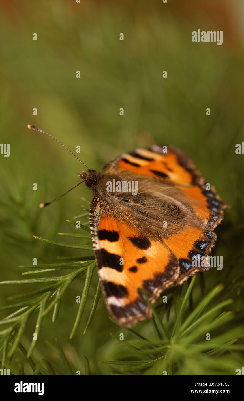 English butterflies hi-res stock photography and images - Alamy