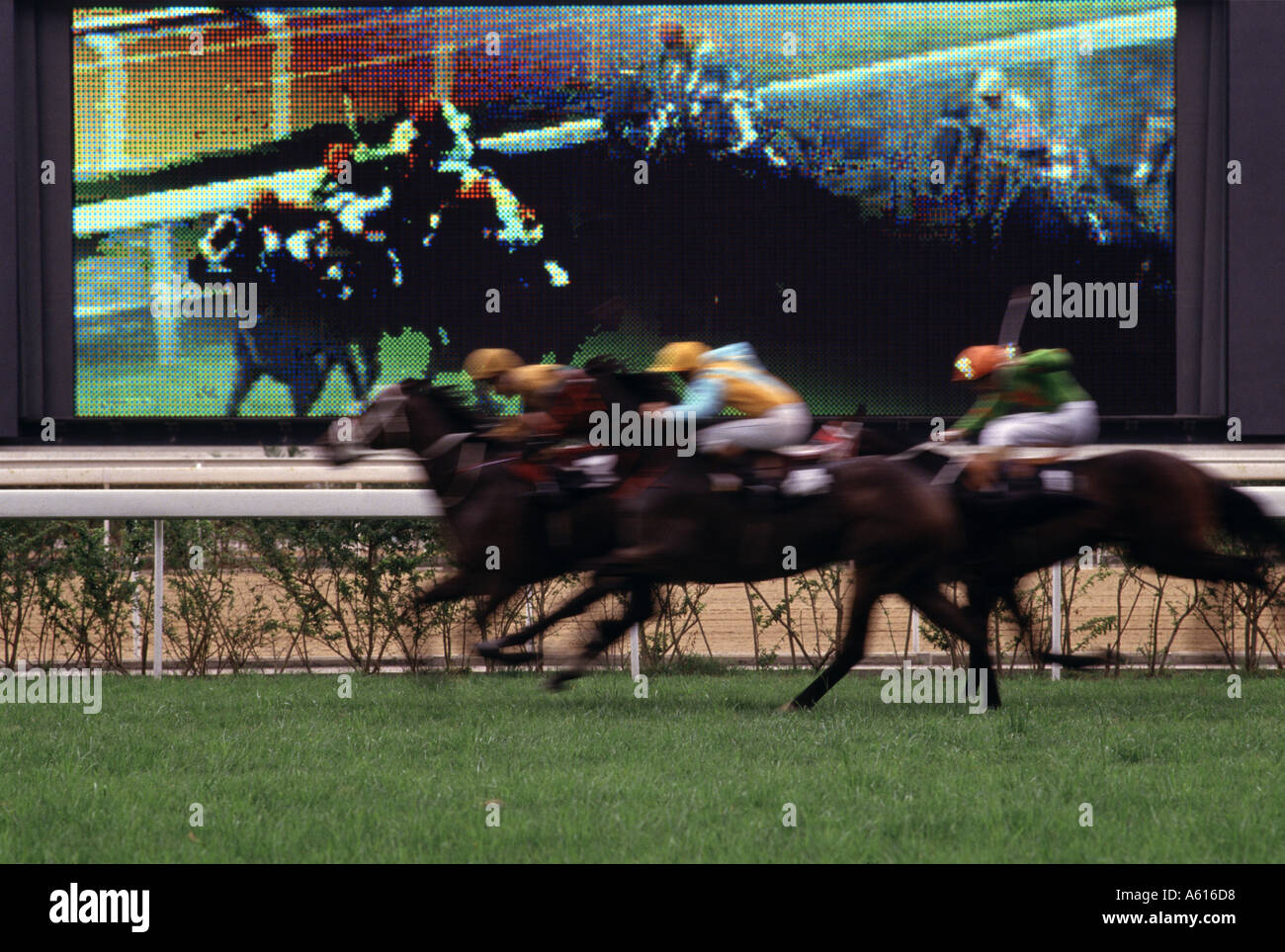 Betting race display hi-res stock photography and images - Alamy