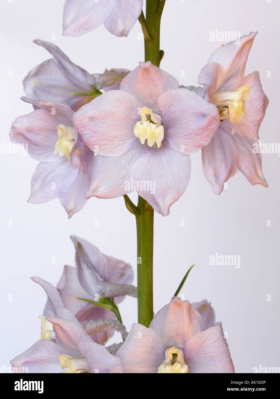 Mauve delphinium hi-res stock photography and images - Alamy