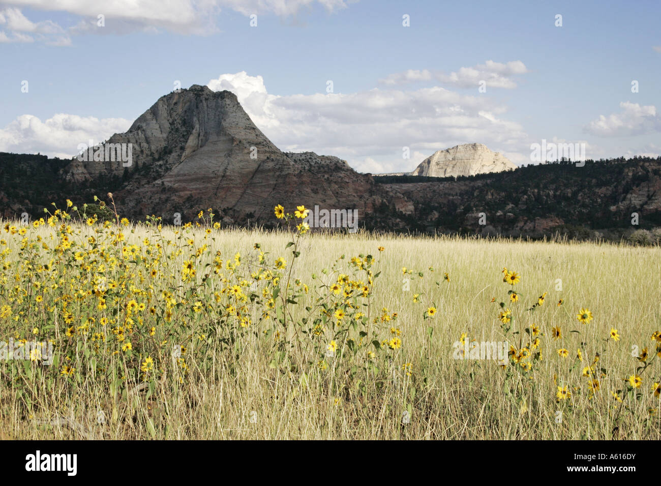 Sunflowers on the edge of Zion National Park Utah USA Stock Photo - Alamy