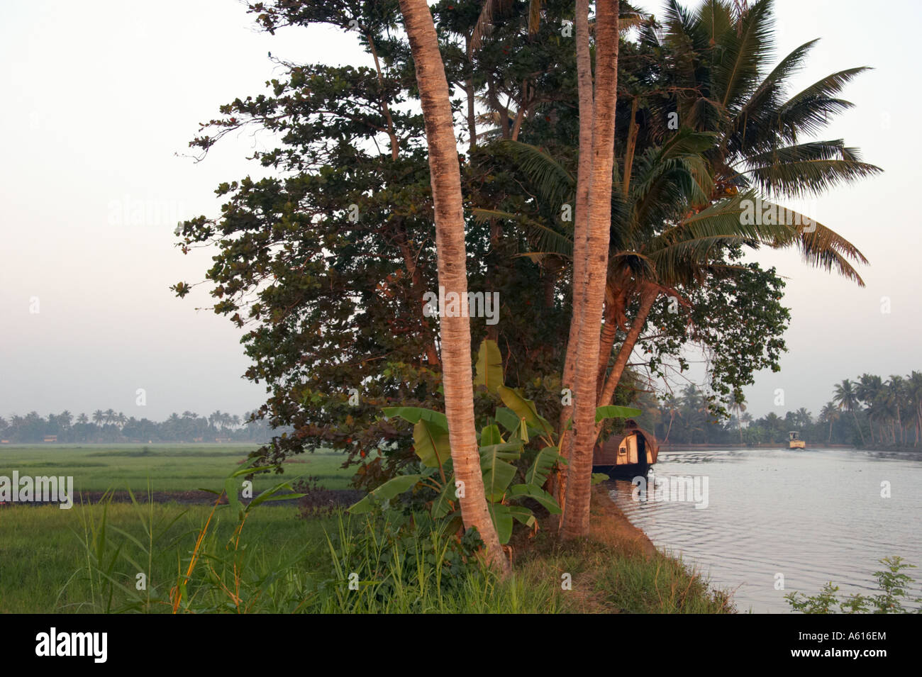 Alappuzha alleppey vegetation india hi-res stock photography and images ...