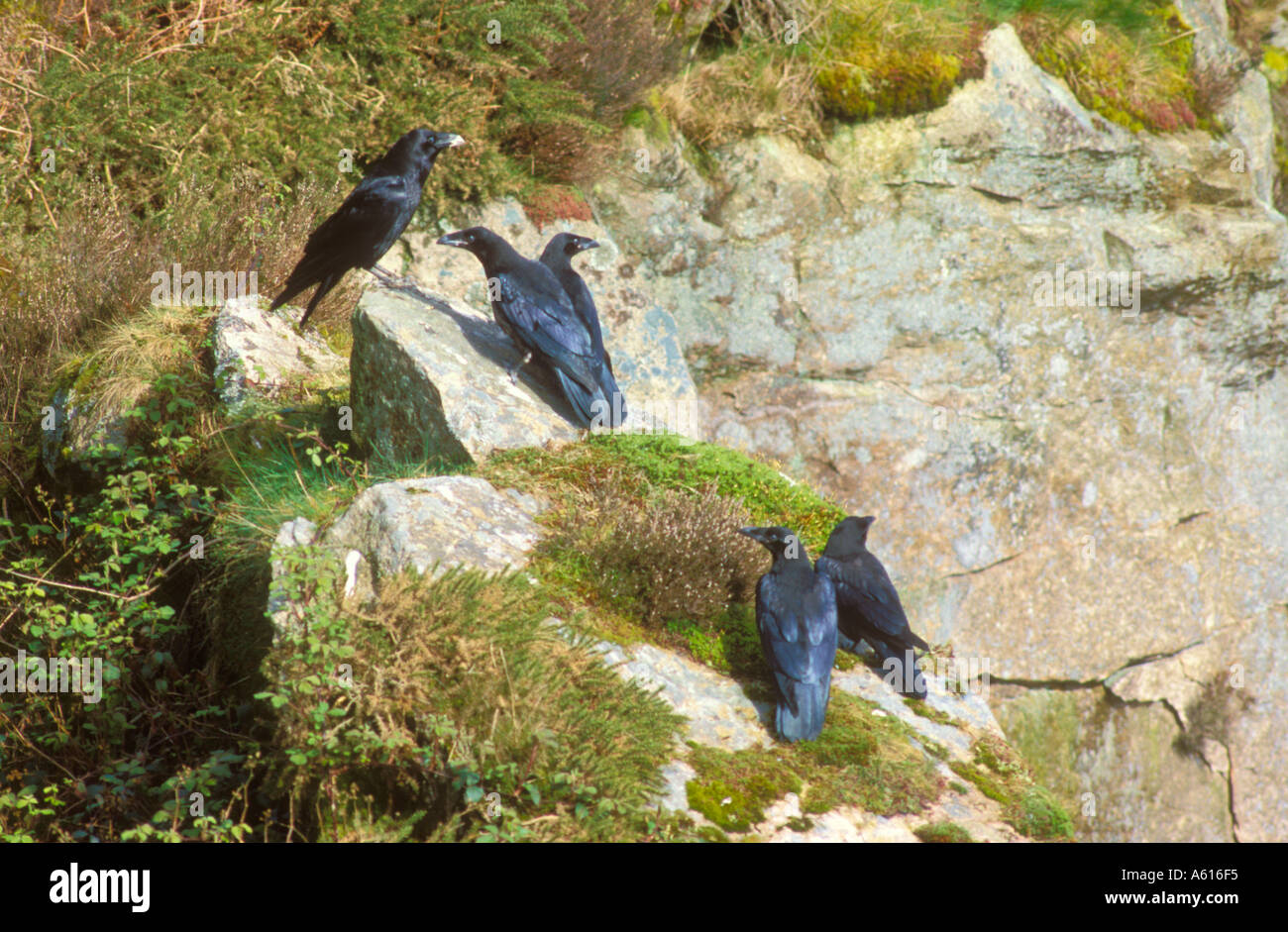 Four ravens hi-res stock photography and images - Alamy
