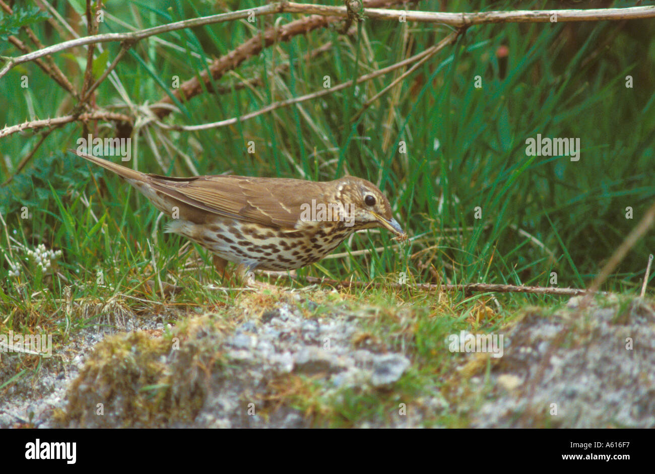 Thrush ground feeding hi-res stock photography and images - Alamy