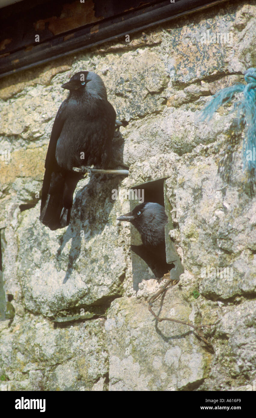 Jackdaws nesting in a cavity of an old building Stock Photo - Alamy