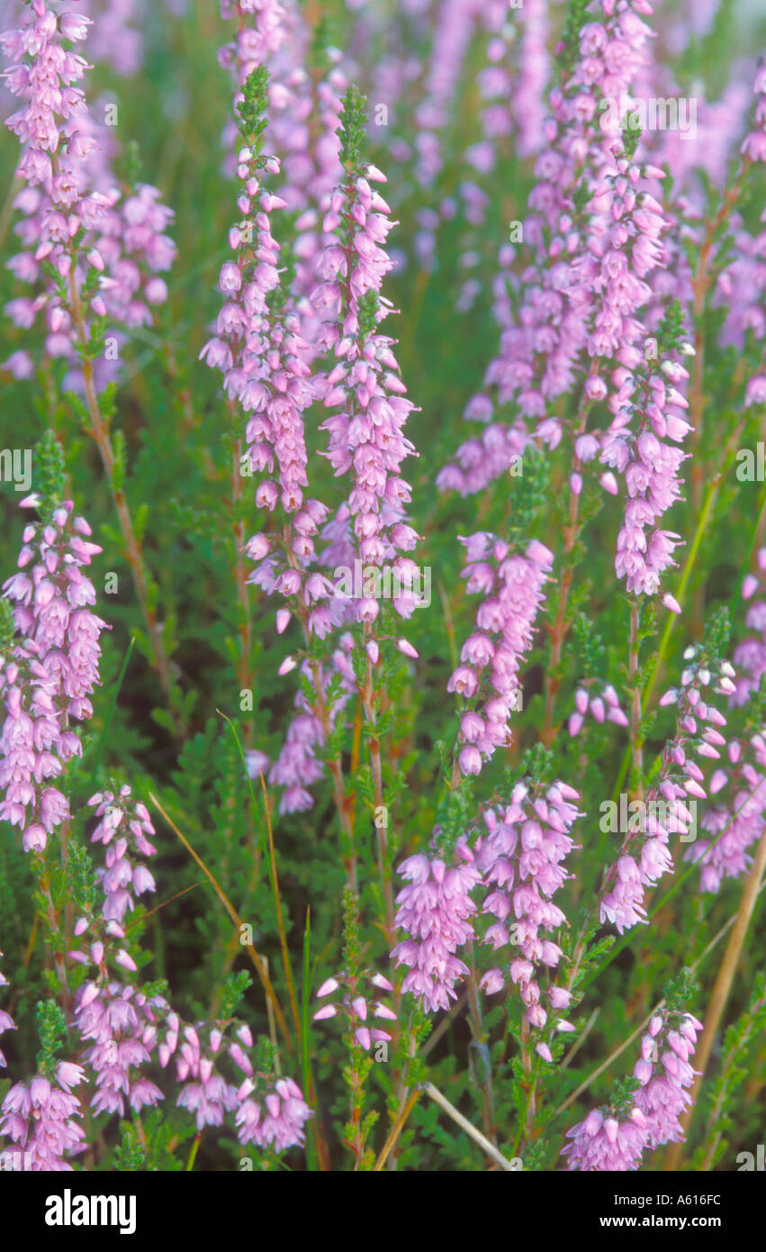 Cornish heath hi-res stock photography and images - Alamy