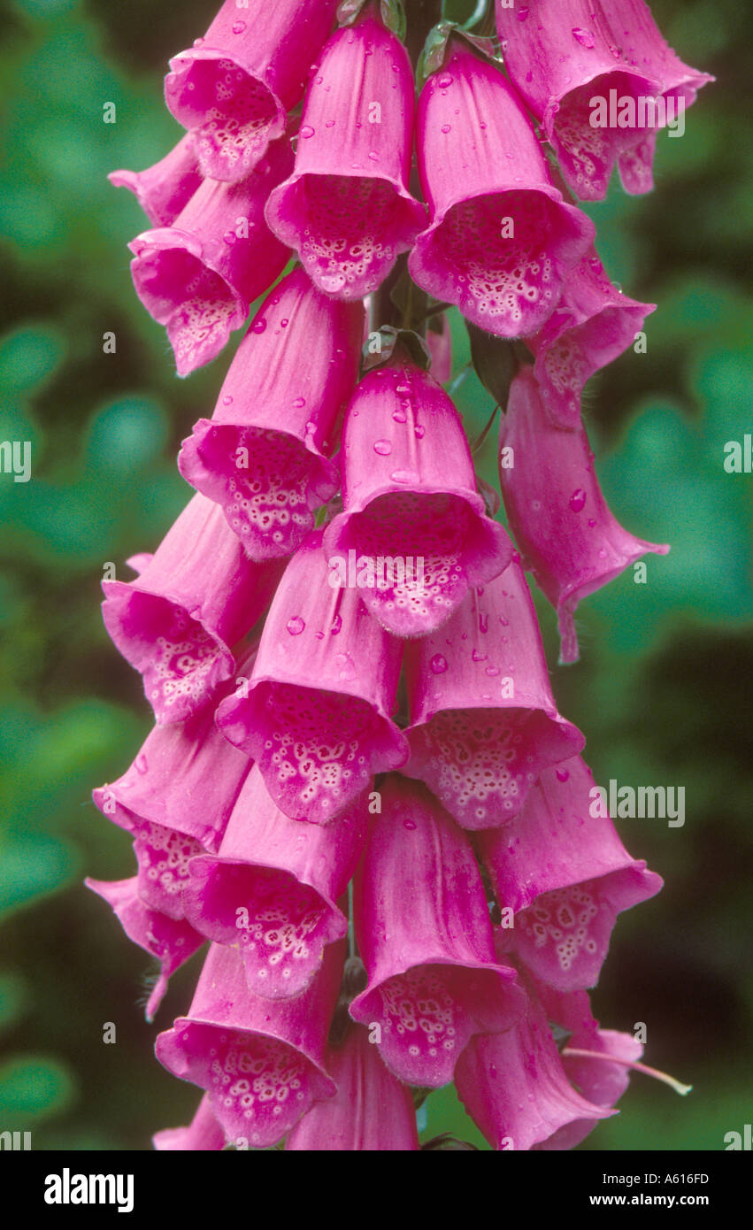Vibrant foxglove hi-res stock photography and images - Alamy