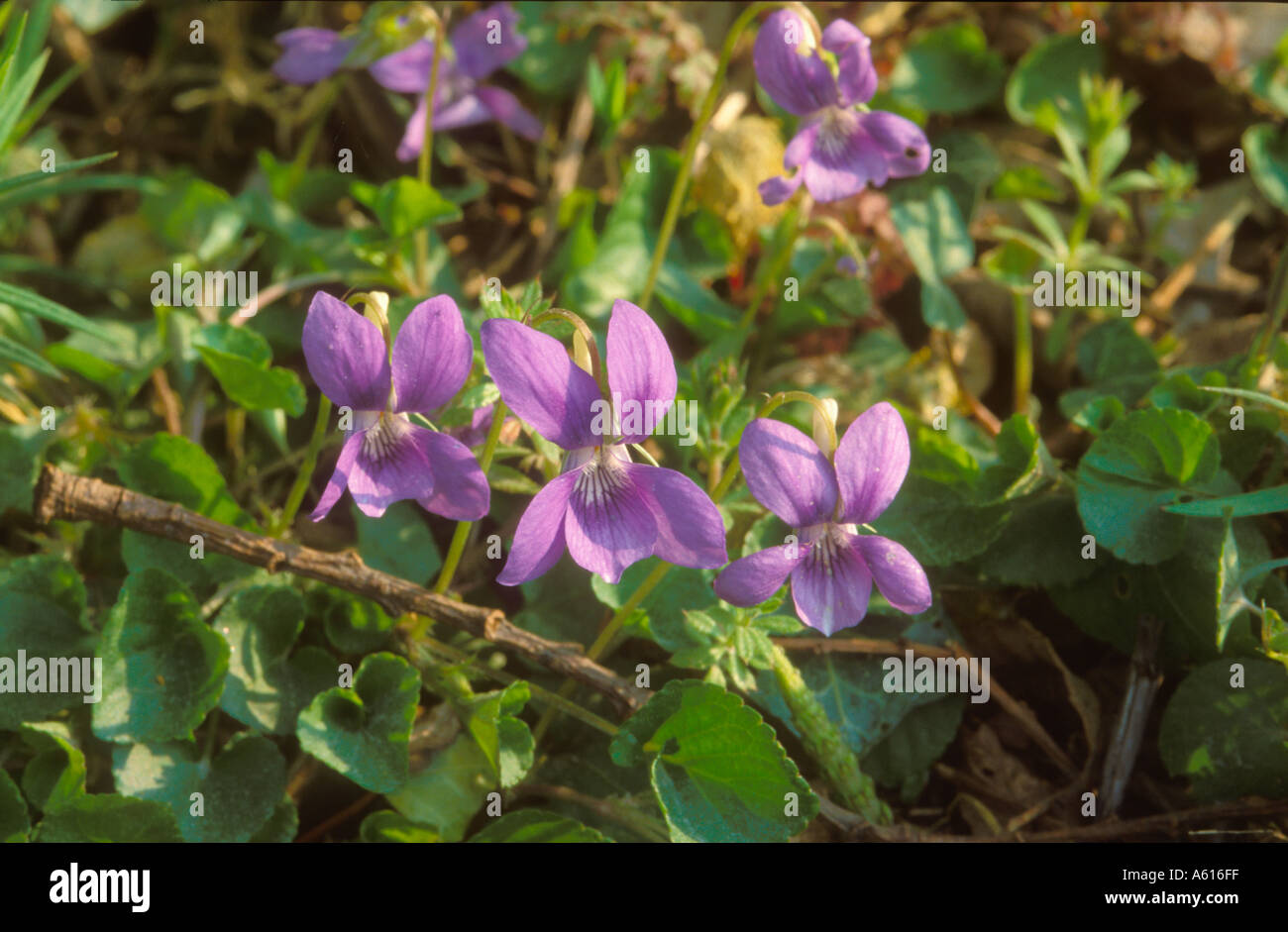 Common Dog Violets Stock Photo - Alamy