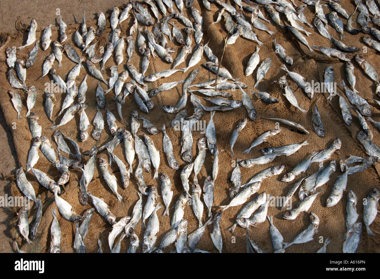 Fish laid out to dry in the sunshine at Connemara Market ...