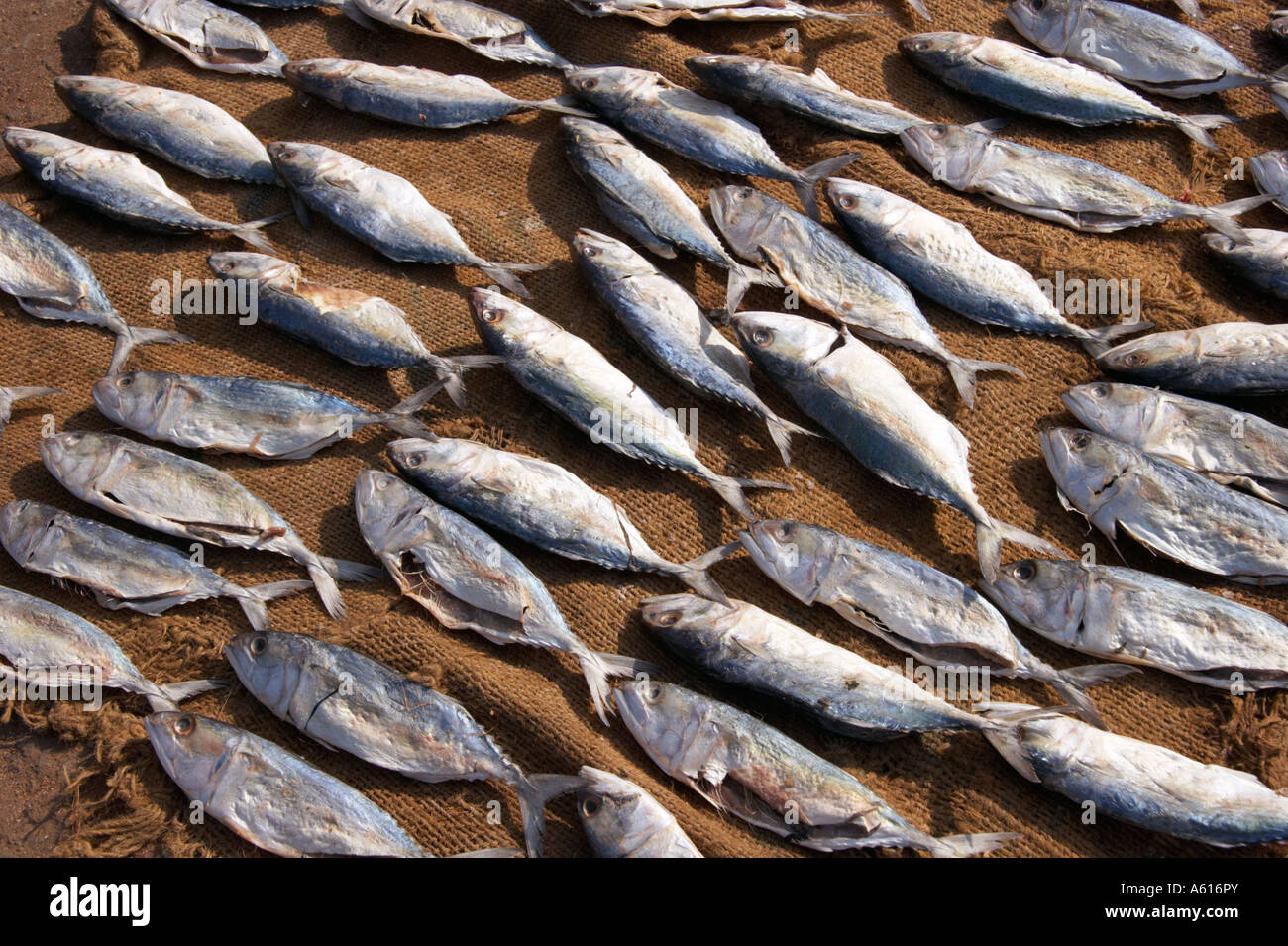 Dried fish kerala hi-res stock photography and images - Alamy