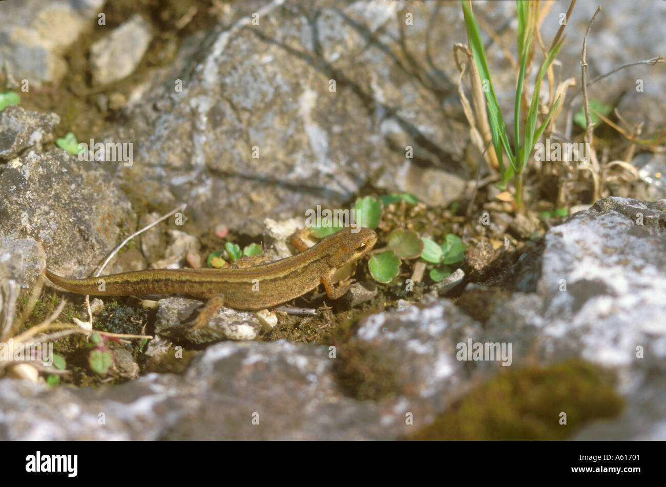 Common Newt also known as Smooth Newt having left water after breeding ...