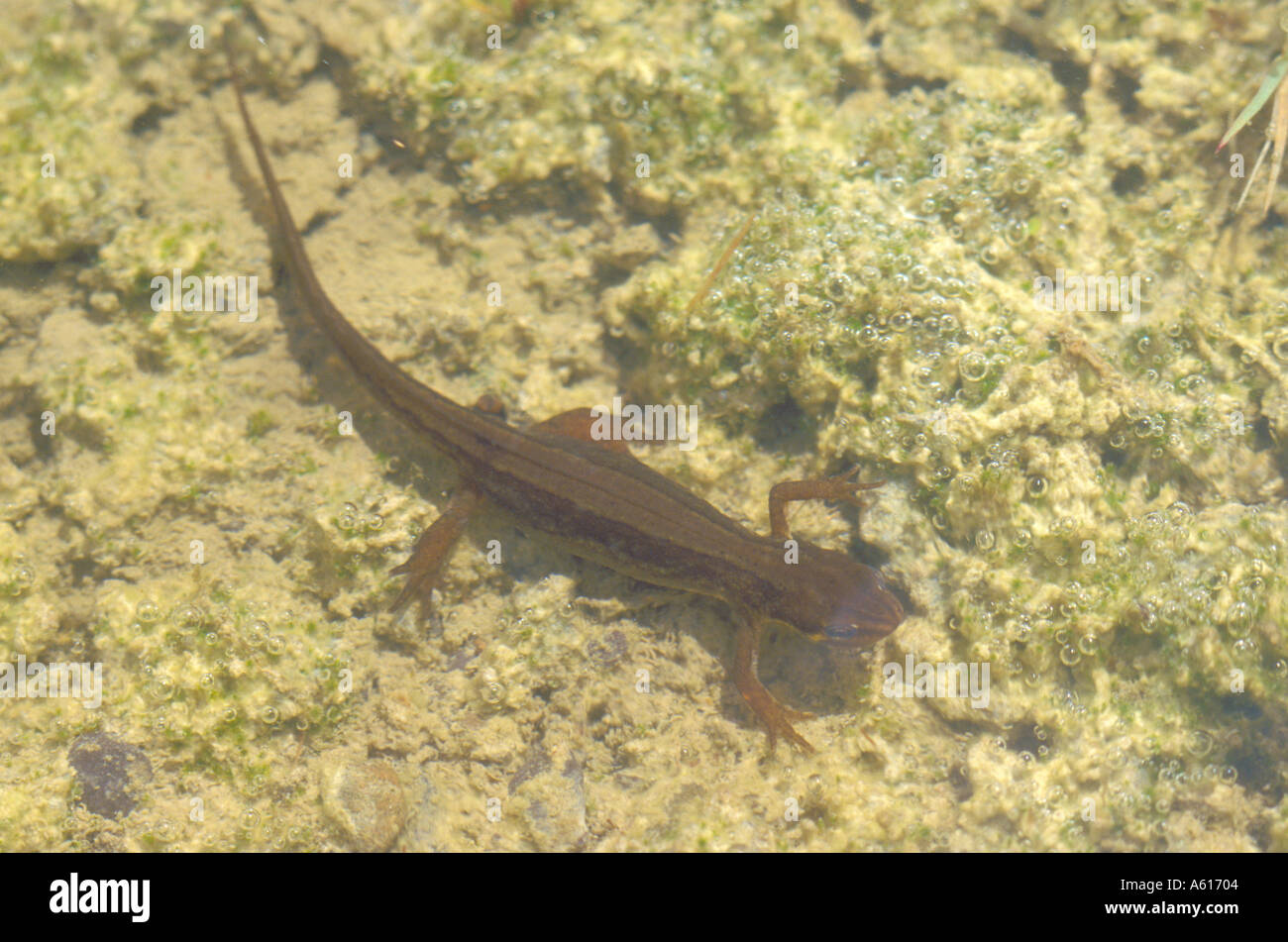 Common Newt Uk High Resolution Stock Photography and Images - Alamy