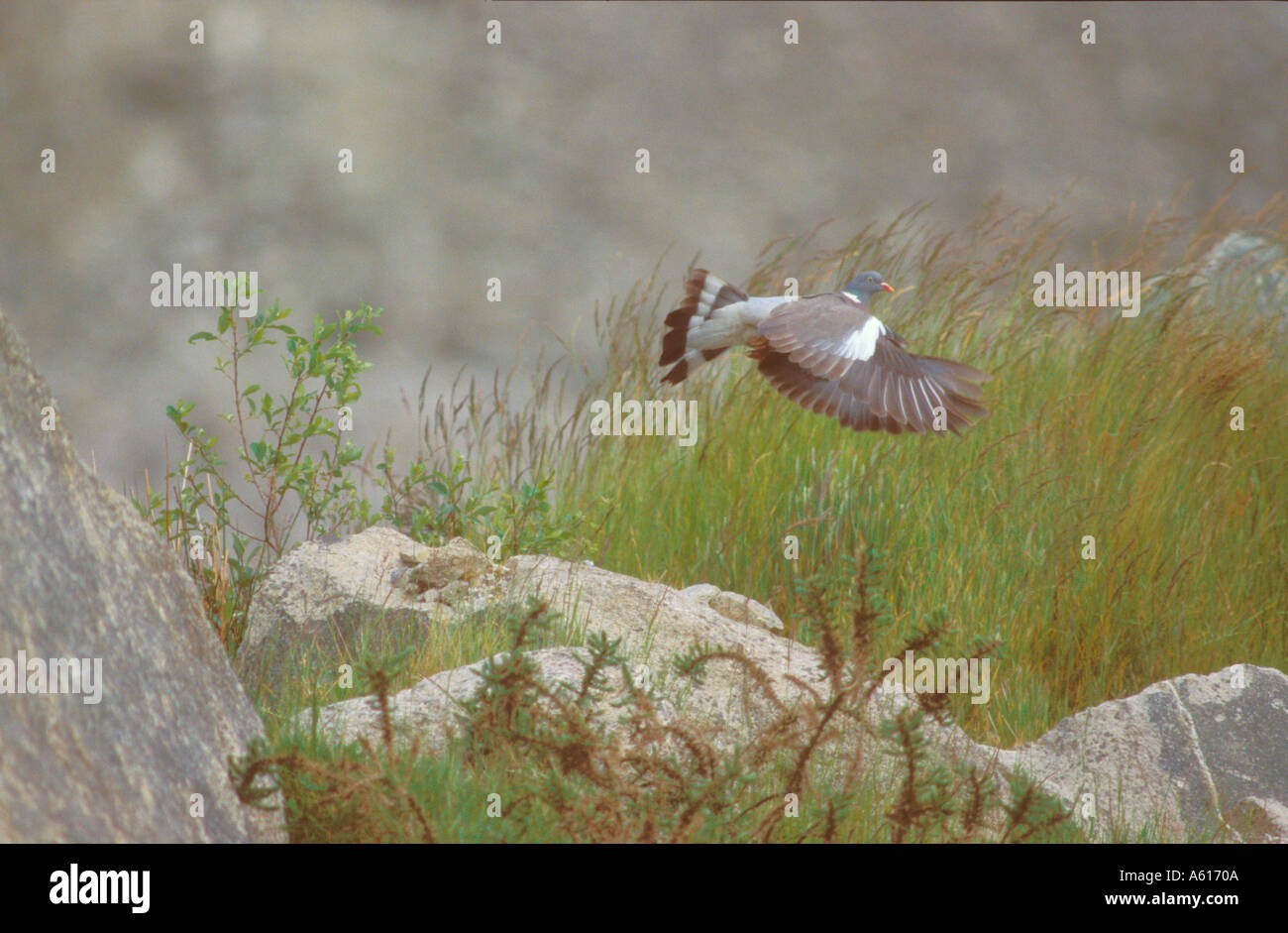 Wood Pigeon taking off from boulder and flying away Stock Photo - Alamy