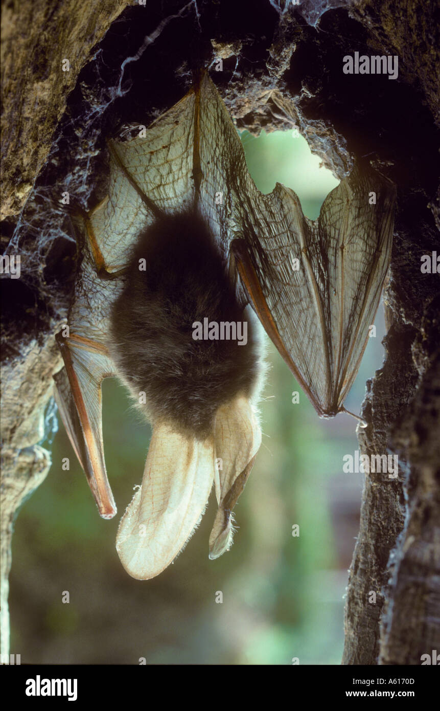Common Long eared Bat emerging from tree cavity roost to feed at dusk ...