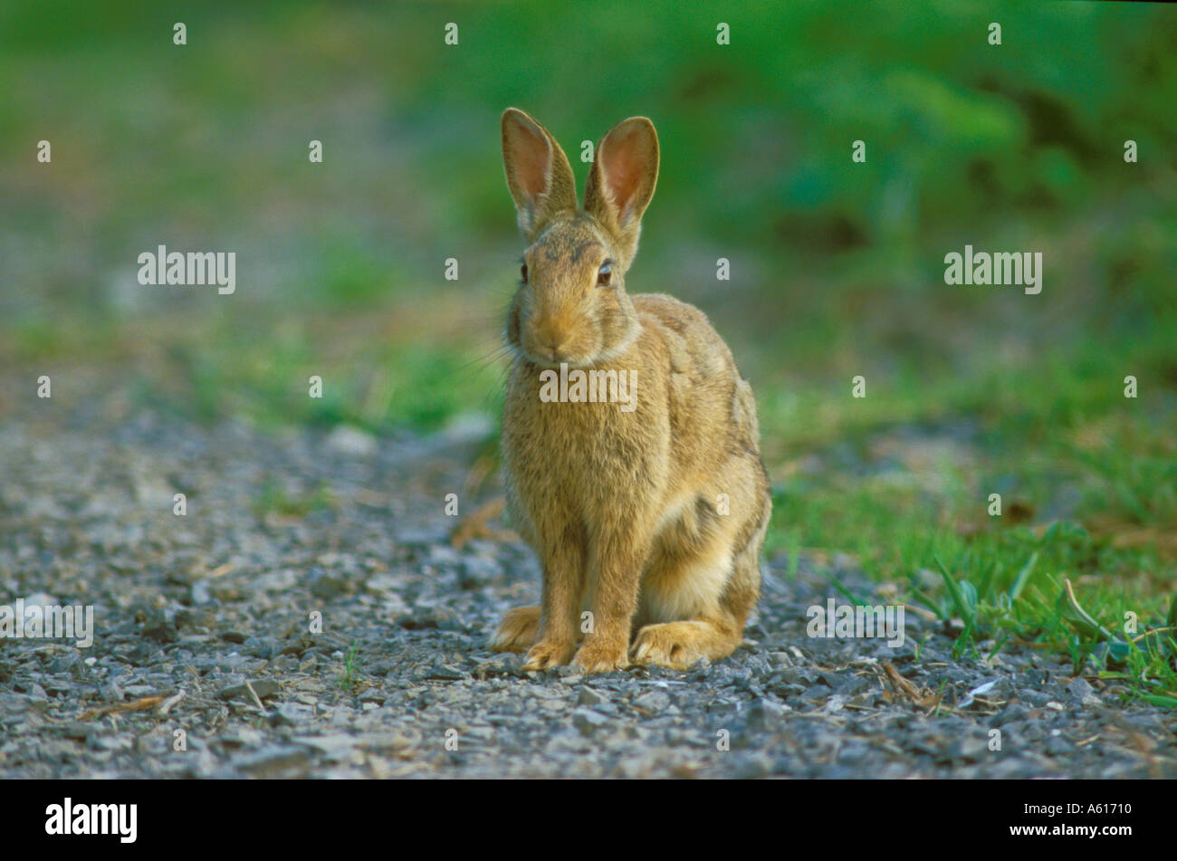 Sitting rabbit feet up hi-res stock photography and images - Alamy