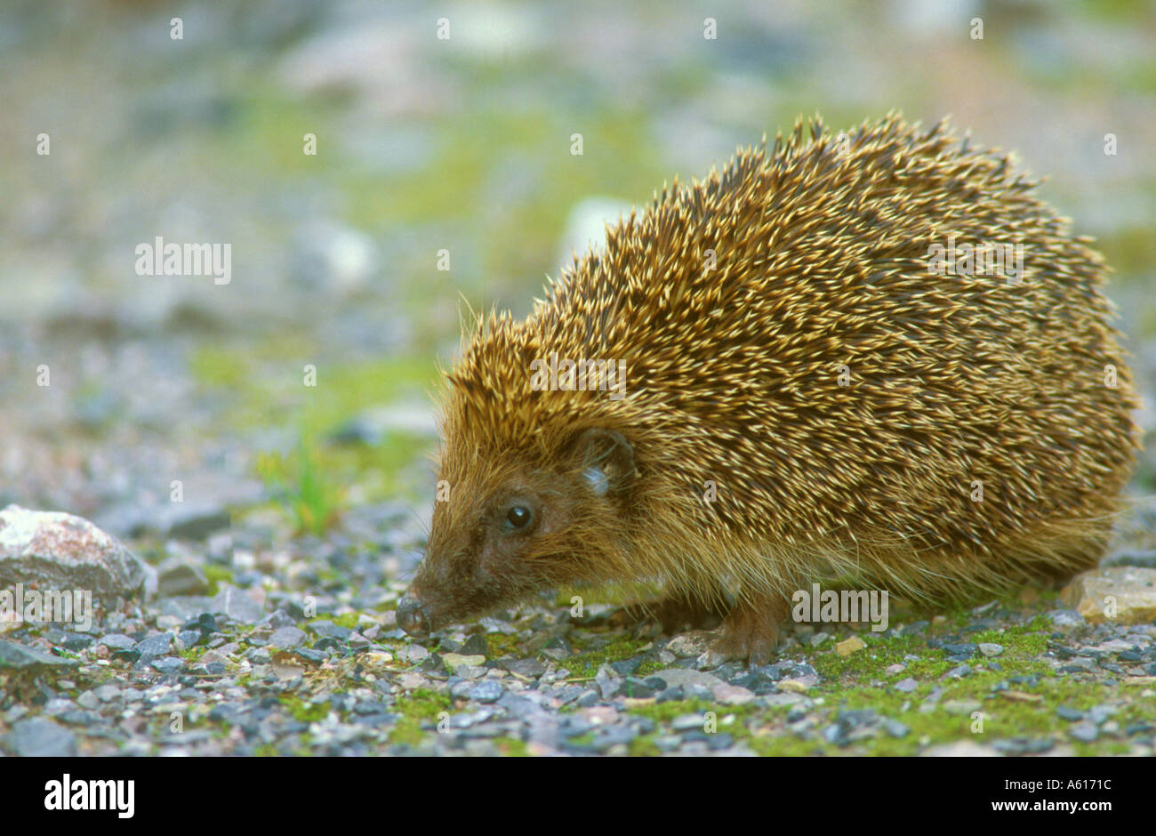 Hedgehog hunting hi-res stock photography and images - Alamy