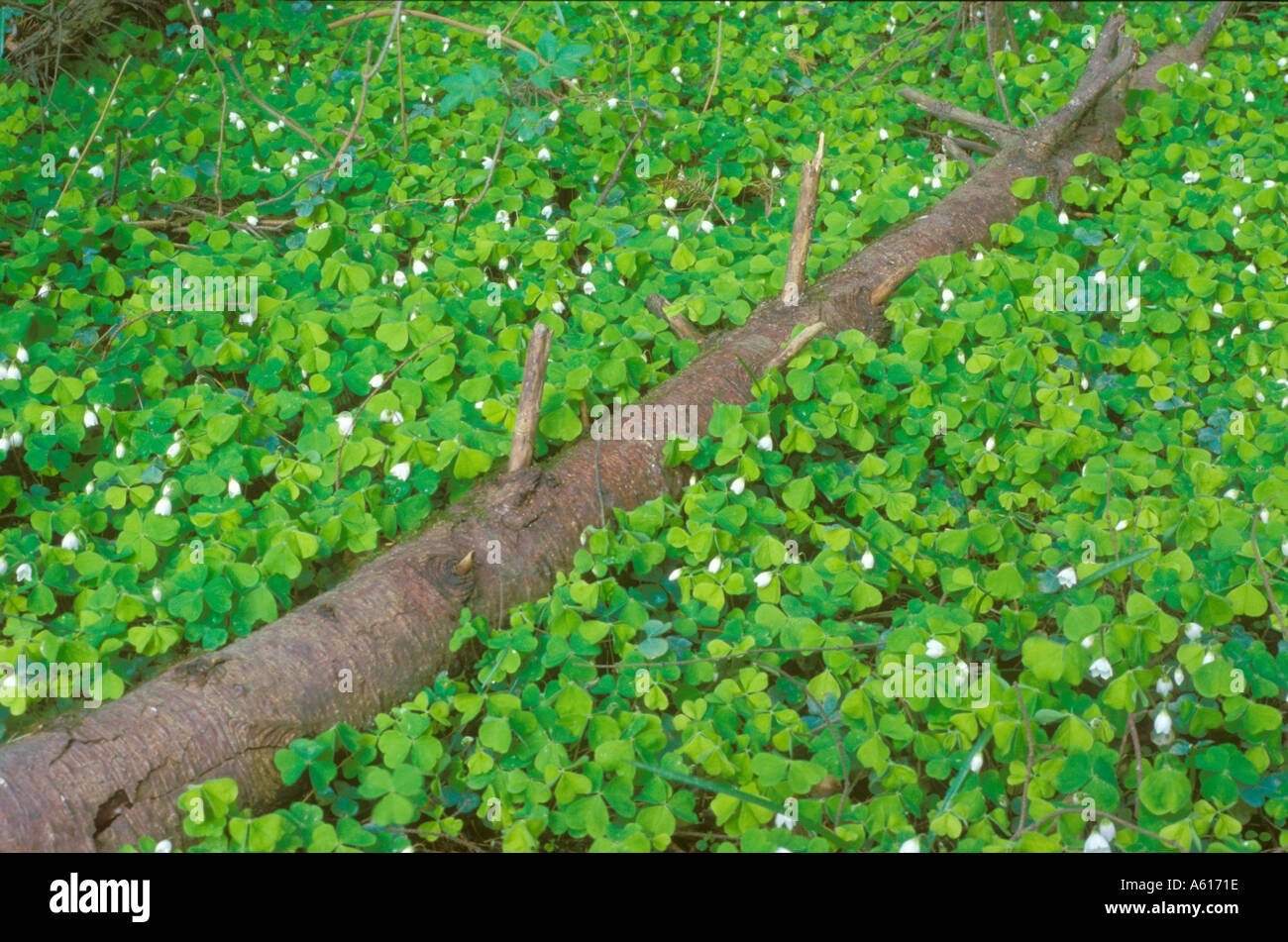 Wood sorrel fallen tree hi-res stock photography and images - Alamy
