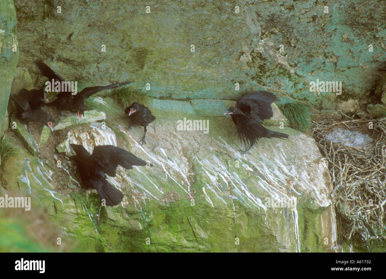 Four Young Ravens on nest cliff ledge calling for food as an adult ...