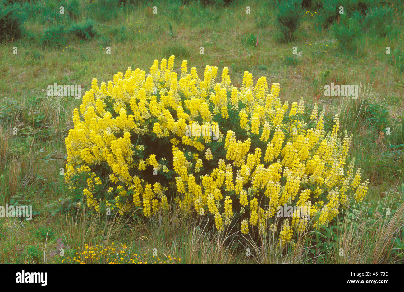Tree Lupin in full flower Stock Photo - Alamy