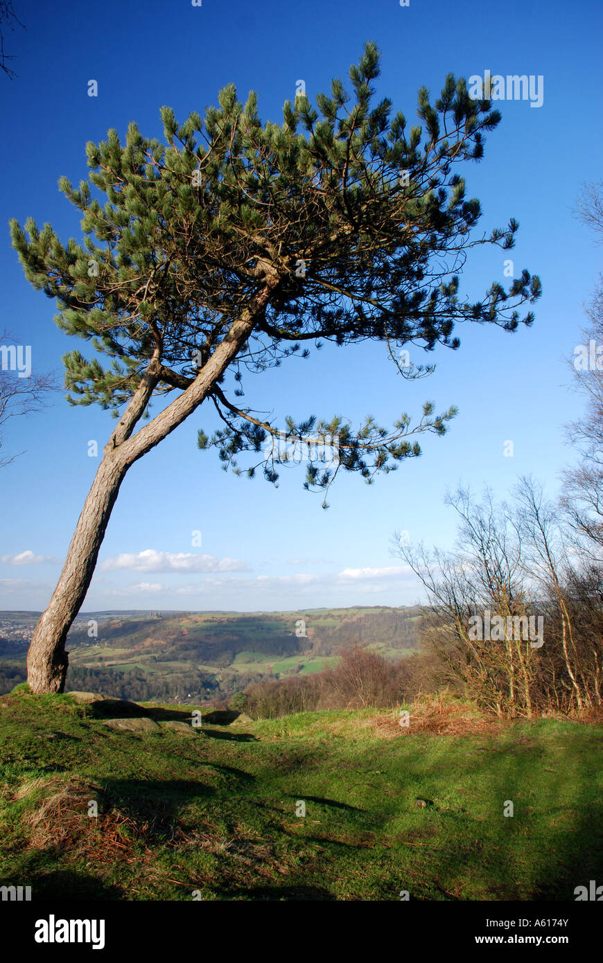 Tree on Black Rocks, Cromford Stock Photo - Alamy