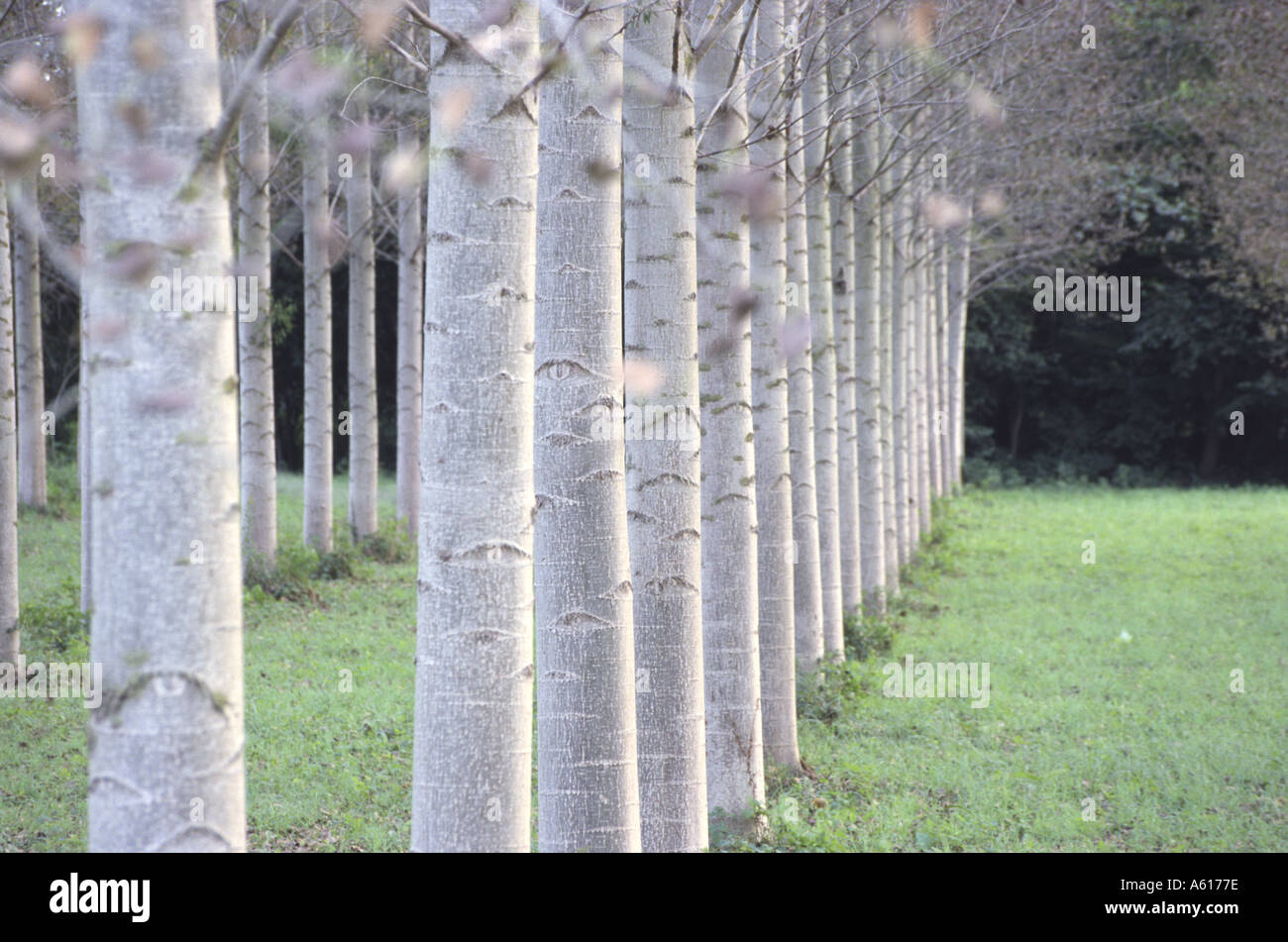 trees growing in a row Stock Photo - Alamy
