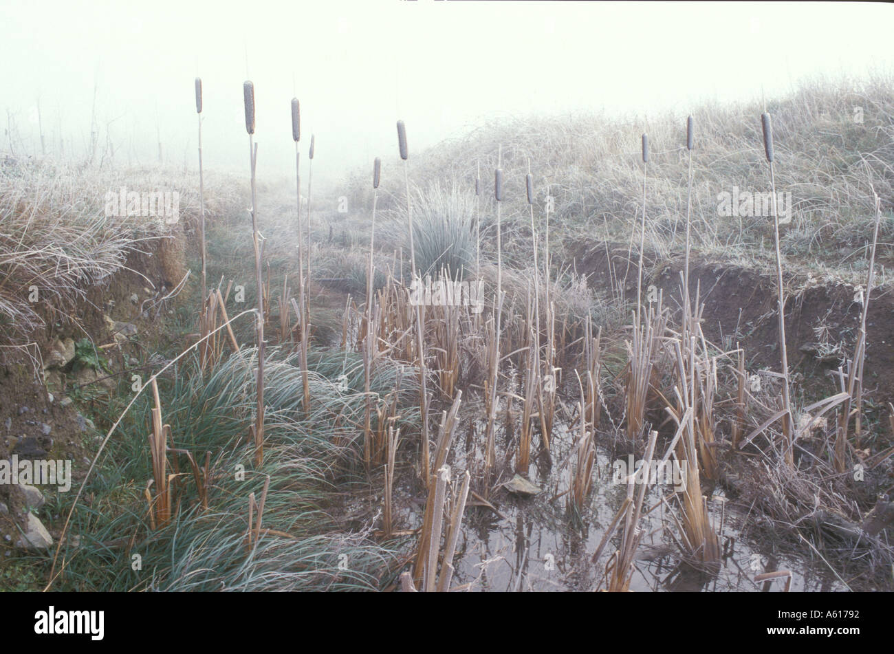 Frosty Stream in a freezing fog with Bulrush as a foreground Stock ...