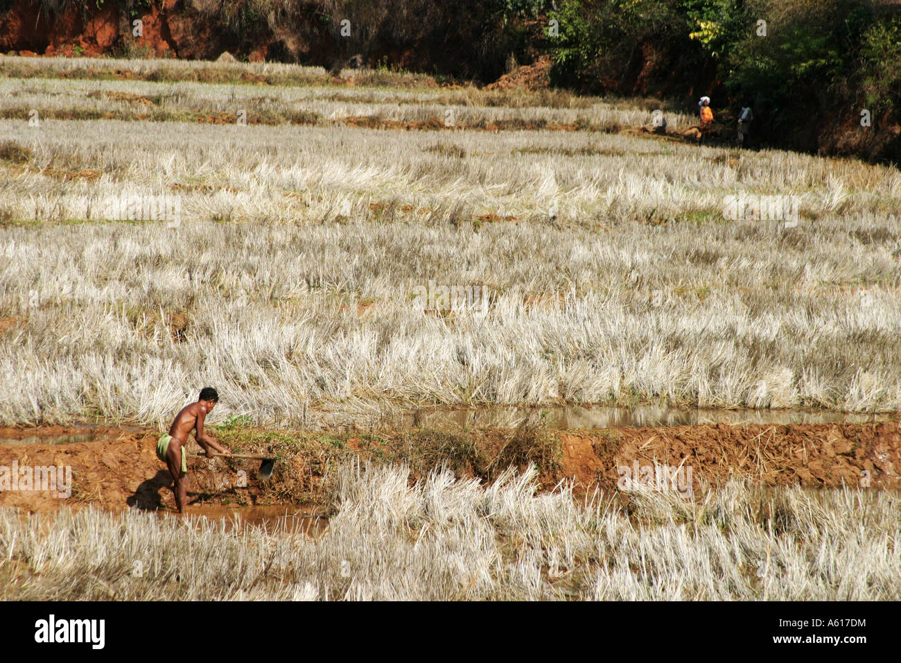 Indian farmer digging hi-res stock photography and images - Alamy