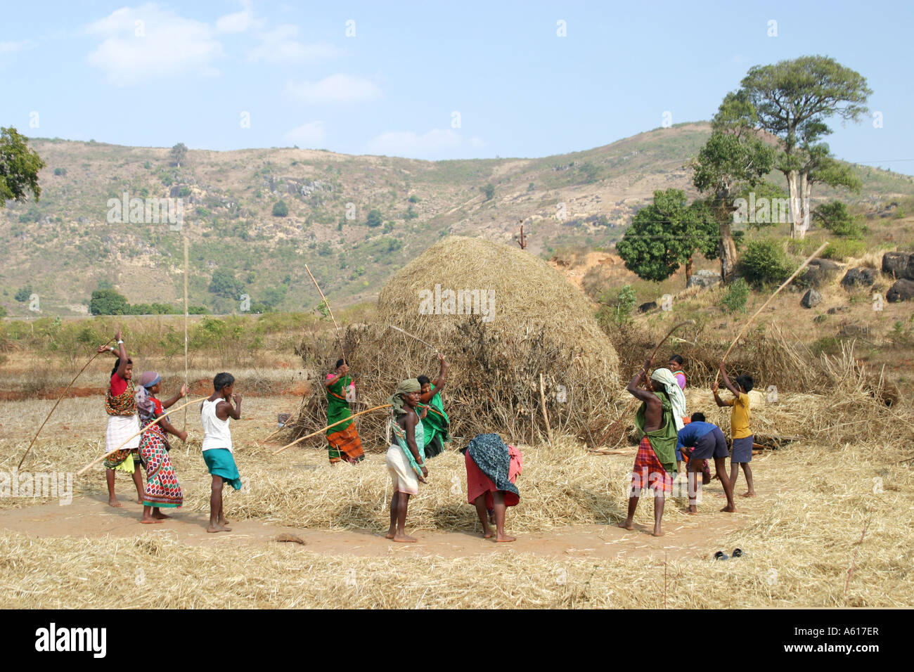 Threshing of the wheat hi-res stock photography and images - Alamy
