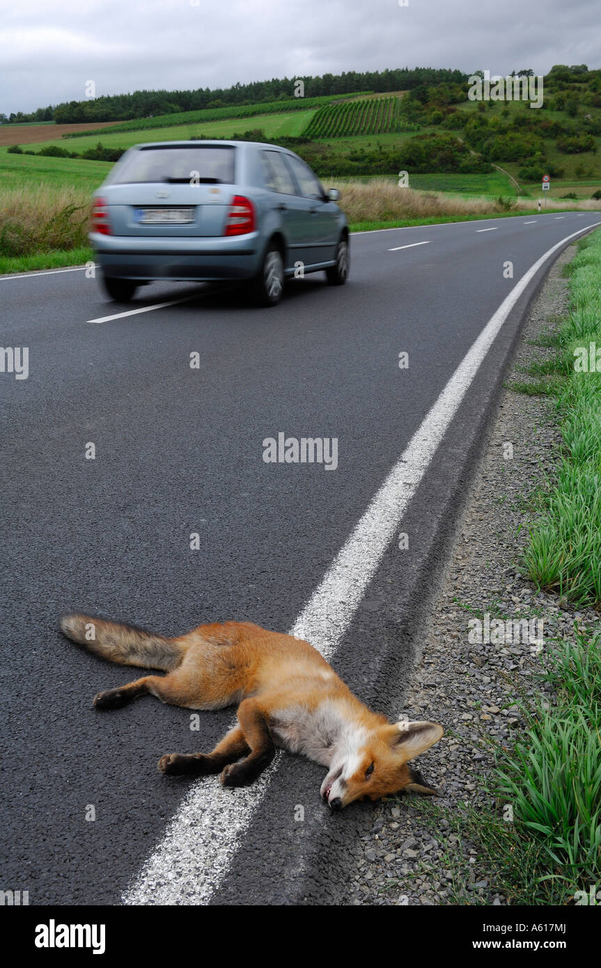 Dead fox on the roadside of a country highway Stock Photo - Alamy