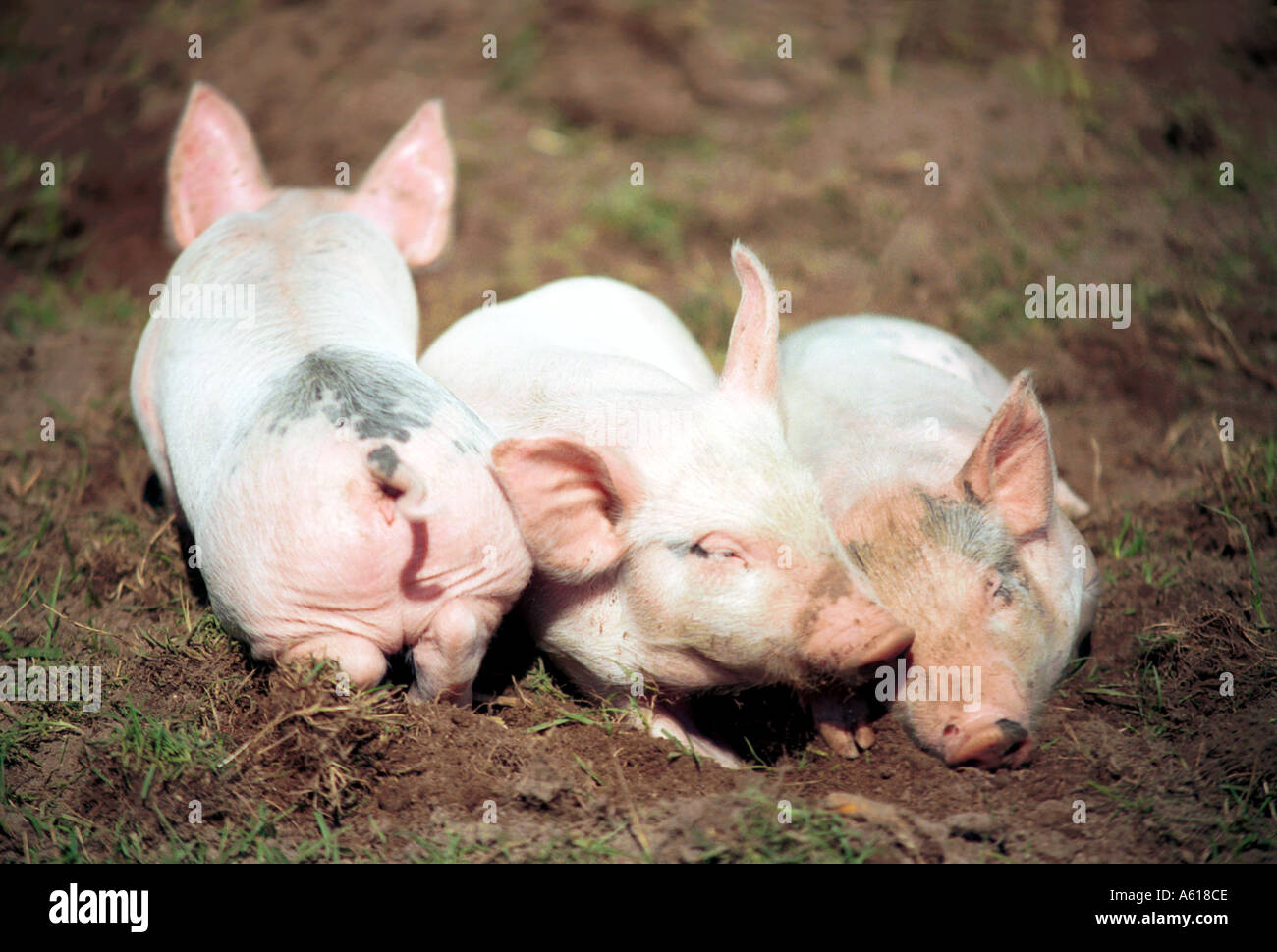 Three piglets relax in the sunshine Stock Photo - Alamy