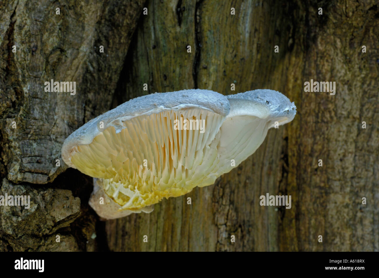 Mushroom, Pleurotus dryinus, germany Stock Photo - Alamy
