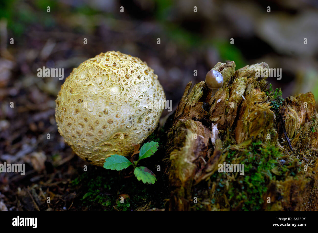 Citrinum High Resolution Stock Photography and Images - Alamy