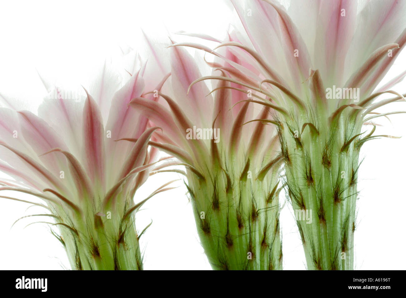 Blossoms, cactus (Echinopsis echinopsis), Hybrid Stock Photo - Alamy