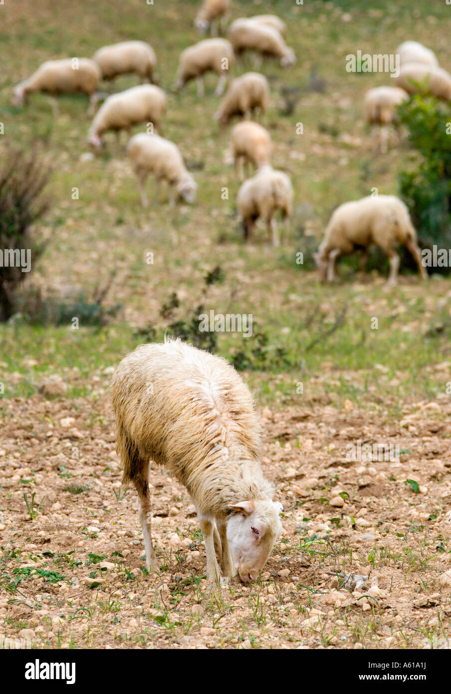 Spain sheep sheep hi-res stock photography and images - Alamy