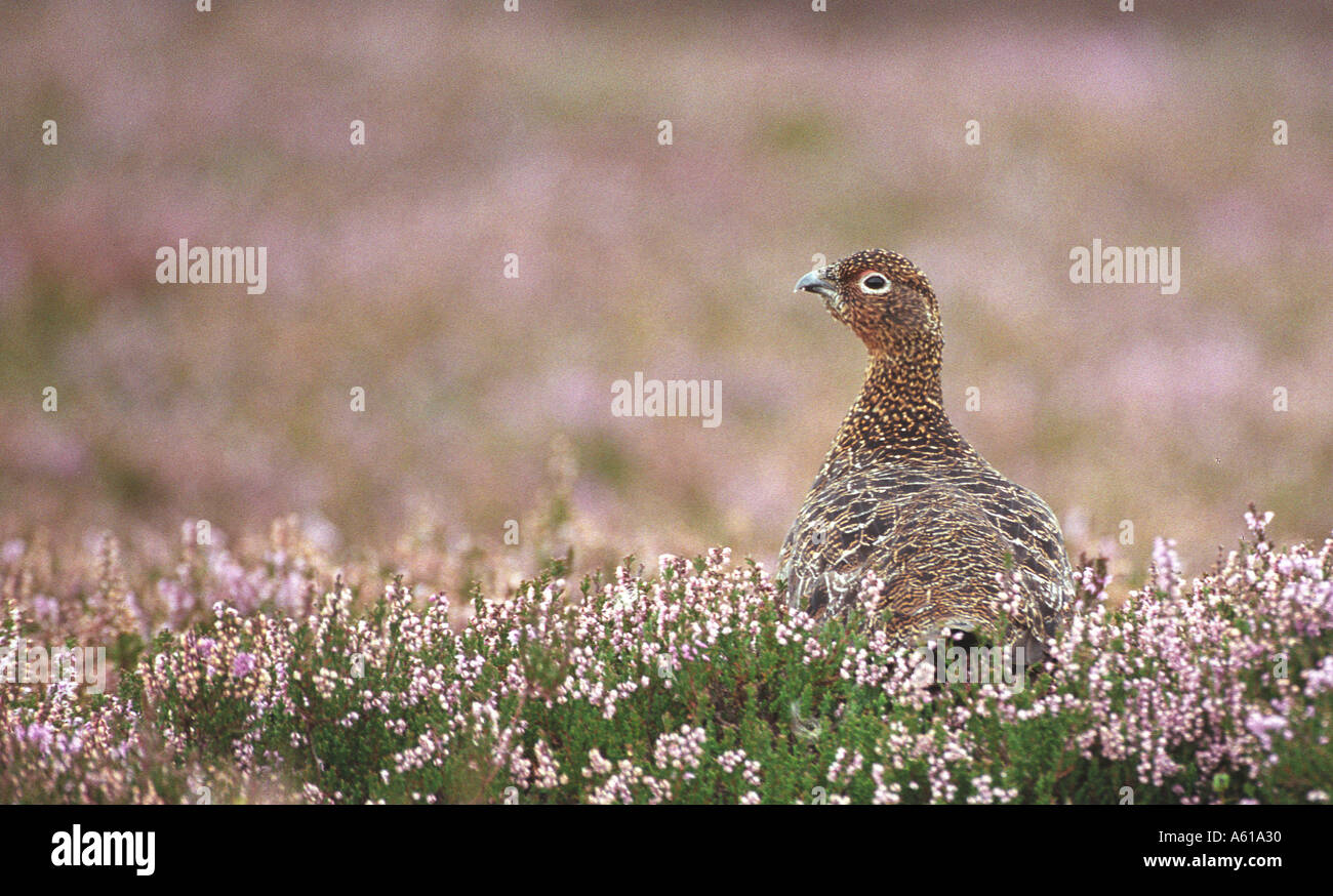 Female Red Grouse Lagopus lagopus in summer UK Stock Photo - Alamy