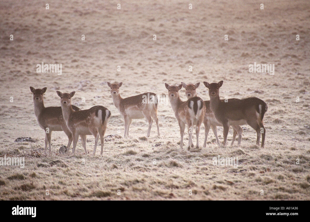 Fallow deer dama dama UK Stock Photo - Alamy