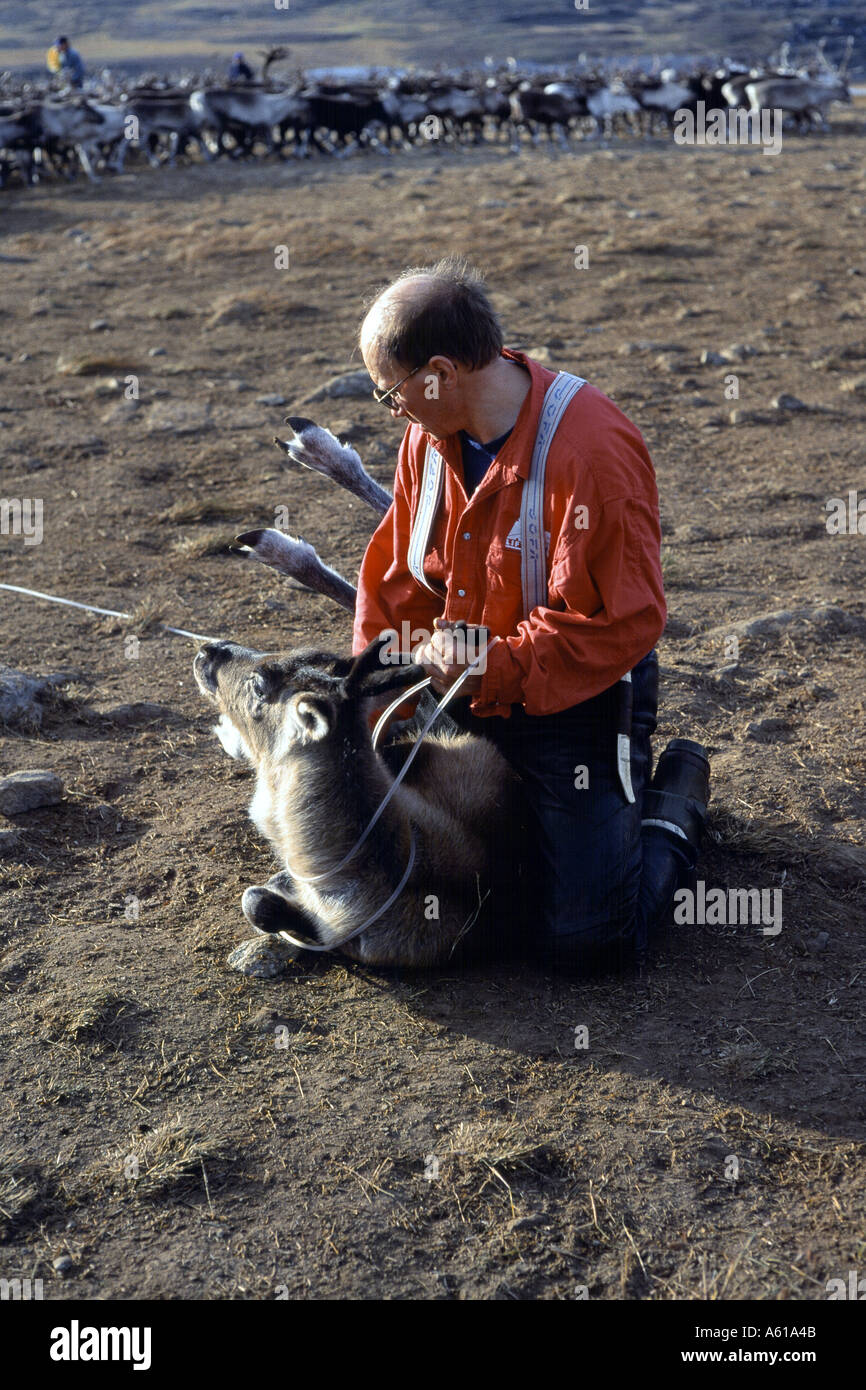 Reindeer marking hi-res stock photography and images - Alamy