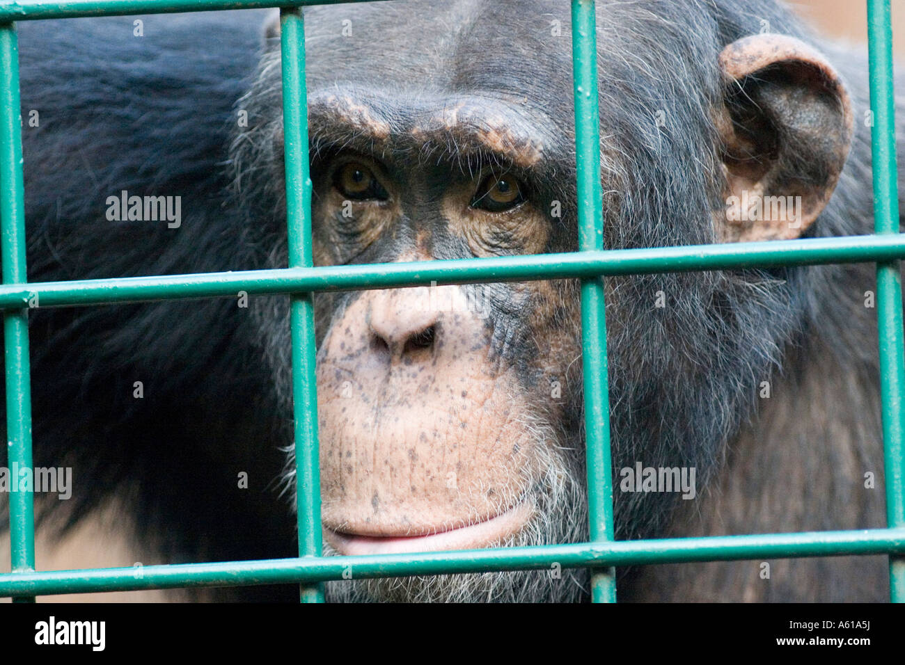 Monkey in cage Stock Photo - Alamy