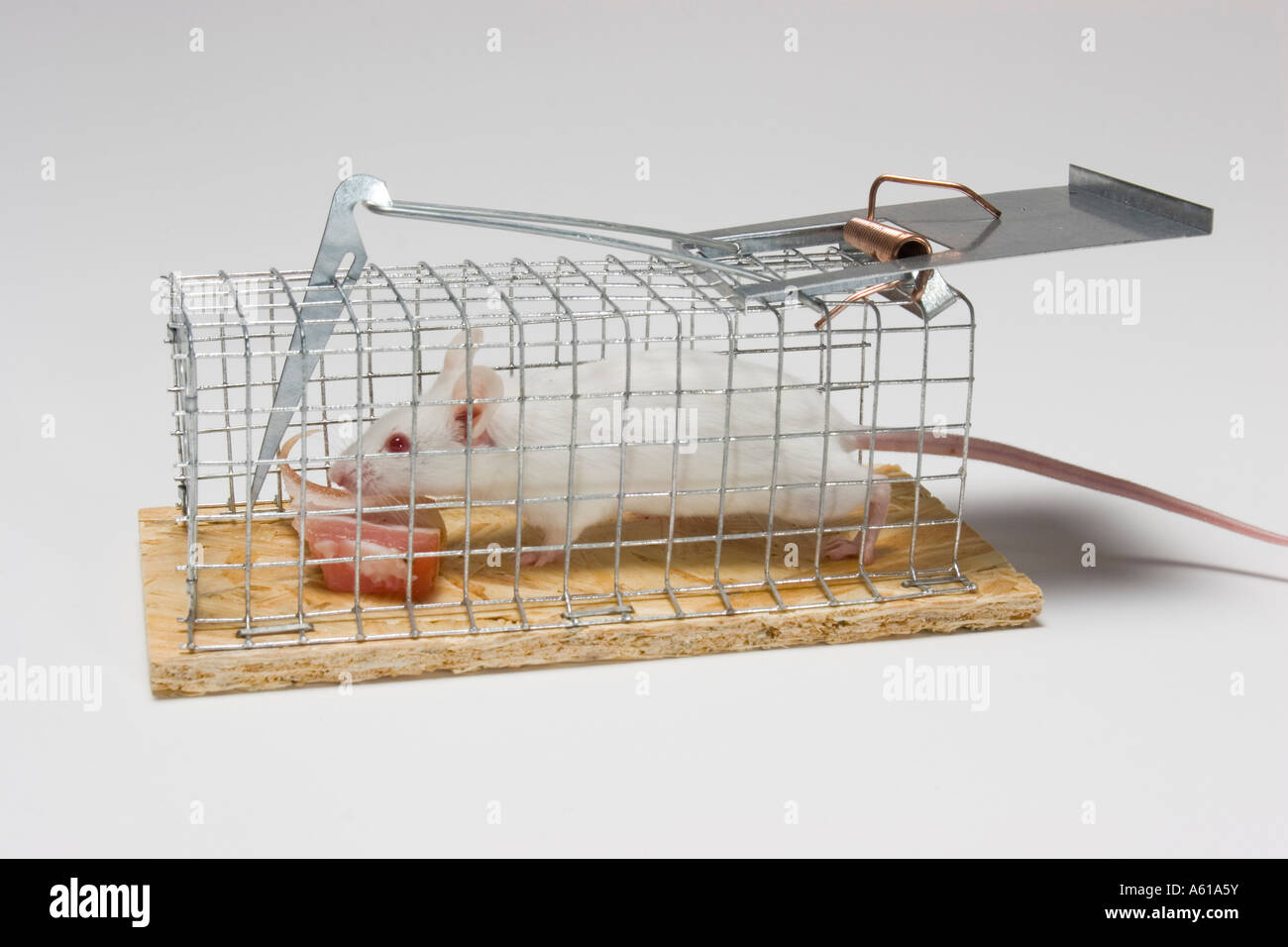Mouse in mouse trap Stock Photo - Alamy