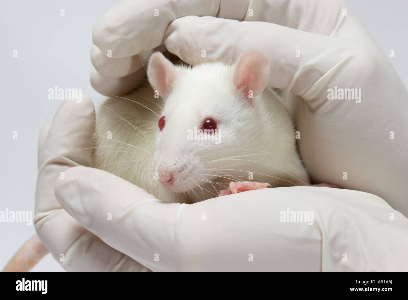 White rat in hands Stock Photo - Alamy