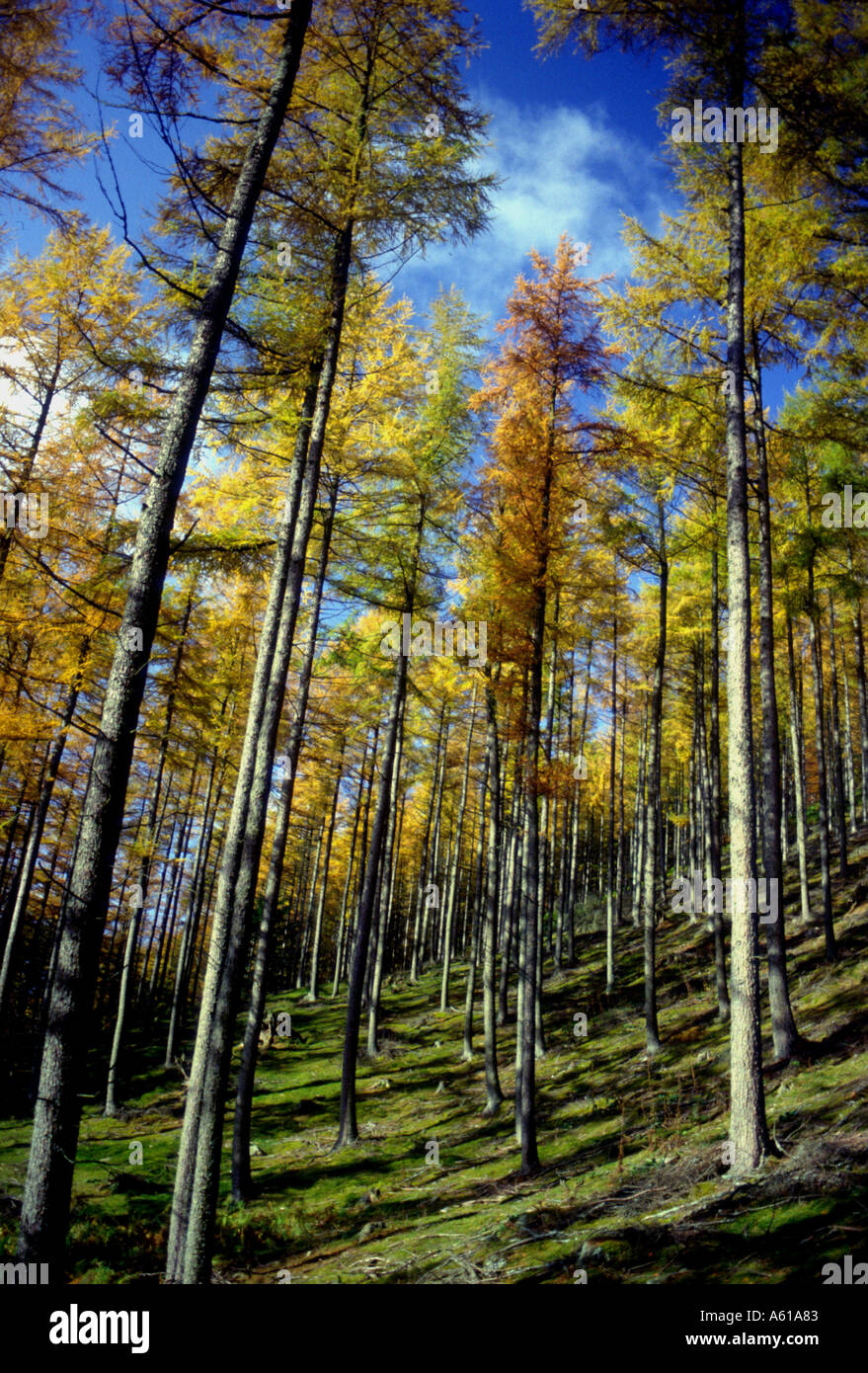 Pine Foreset Wales Stock Photo - Alamy