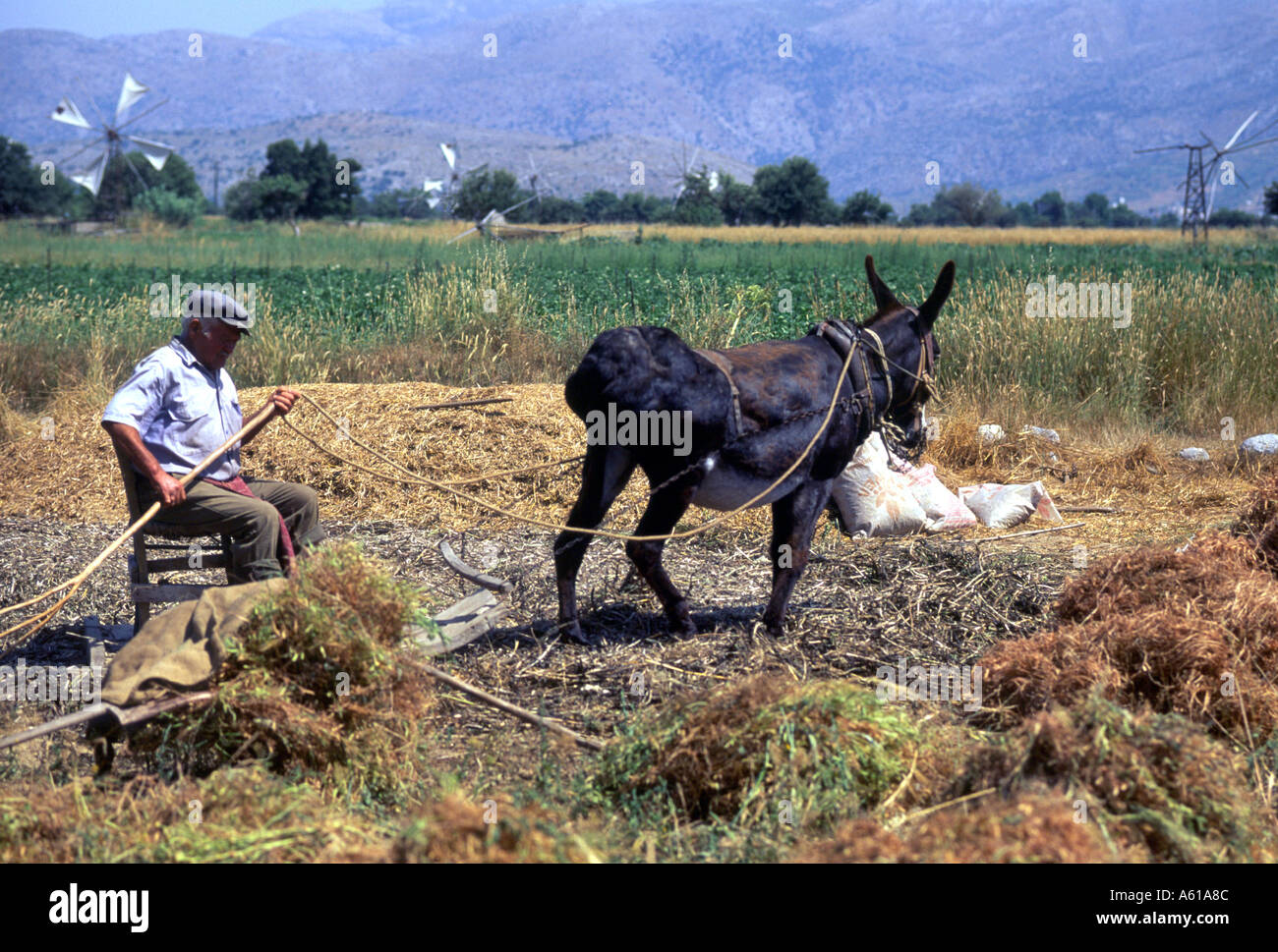 Man and Donkey Crushing Beans Lasithi Plateau Crete Greece Europe Stock ...