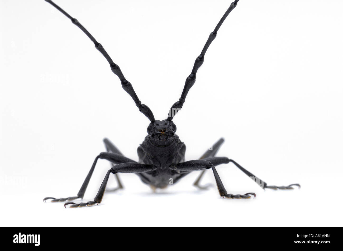 Cerdo hi-res stock photography and images - Alamy