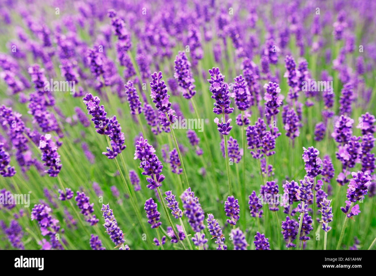 Lavender (lavandula angustifolia Stock Photo - Alamy