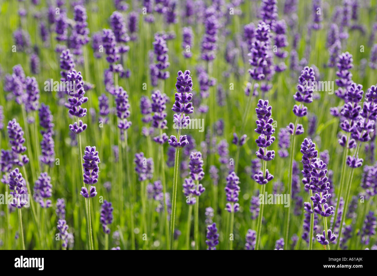 Lavender (lavandula angustifolia Stock Photo - Alamy