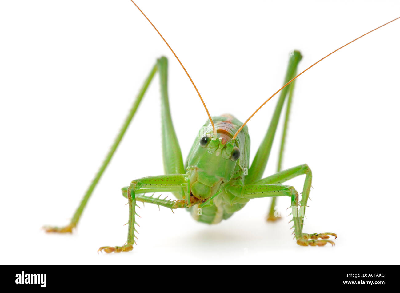 Bush-cricket (Tettigonia viridissima Stock Photo - Alamy
