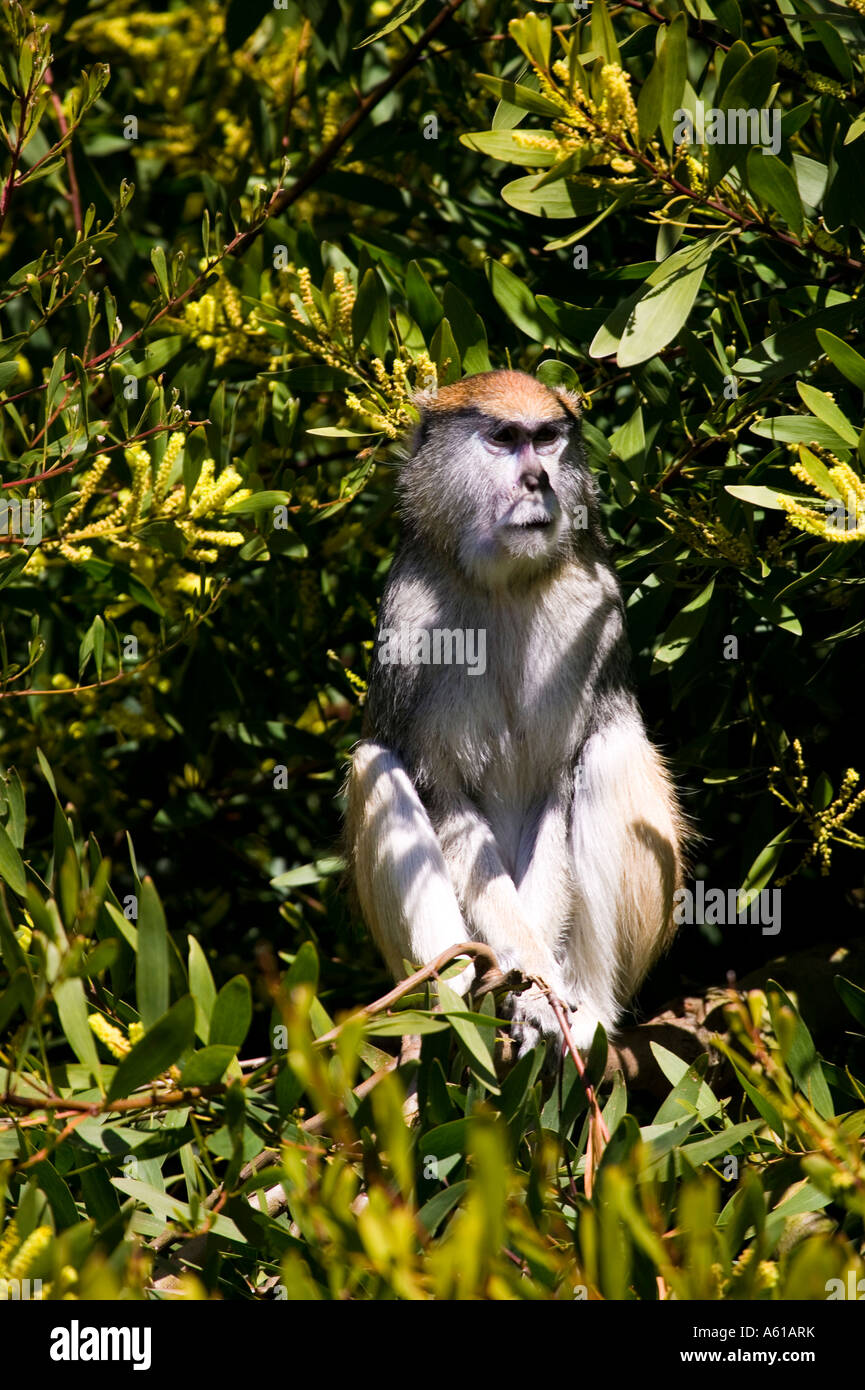 Patas monkeys erythrocebus patas hi-res stock photography and images ...