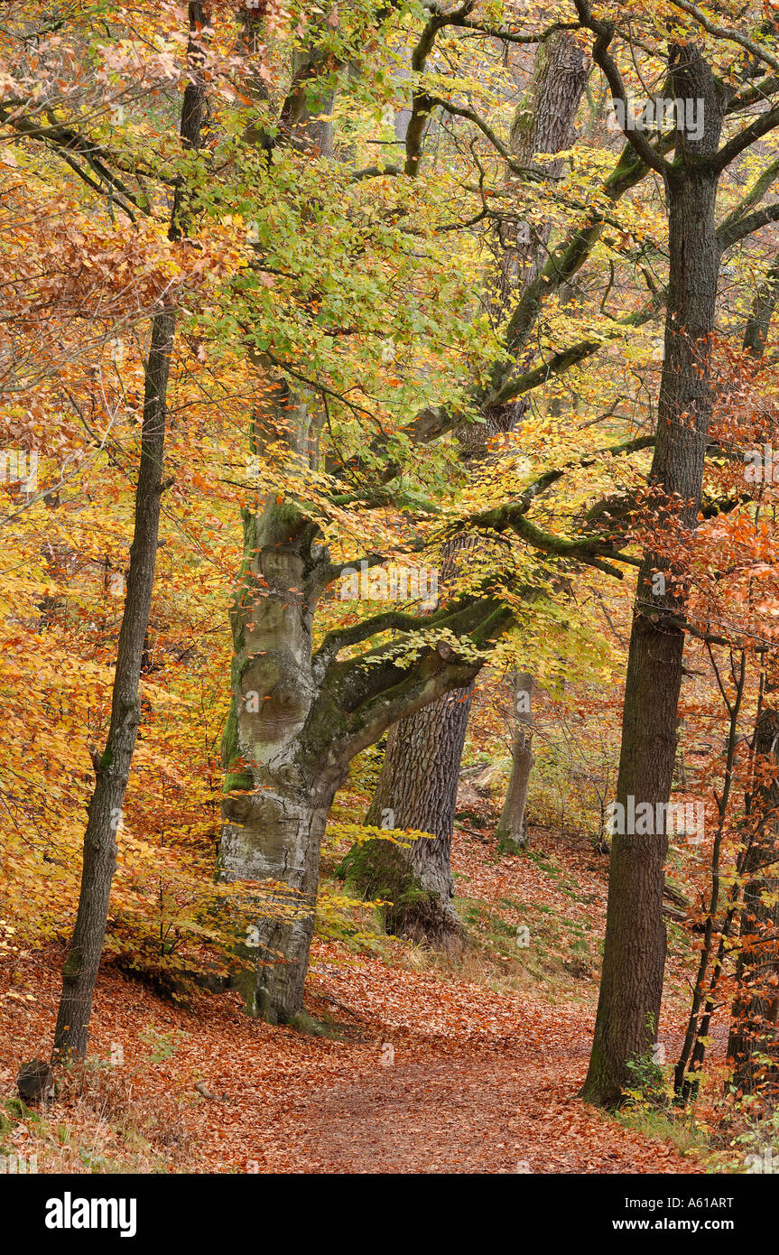 Path through oak forest (Quercus robur Stock Photo - Alamy
