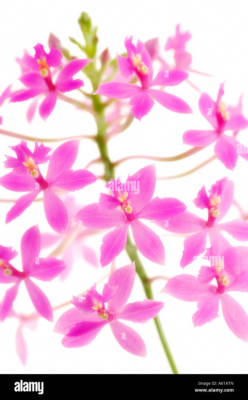 Orchid Epidendrum Purple Stock Photo - Alamy