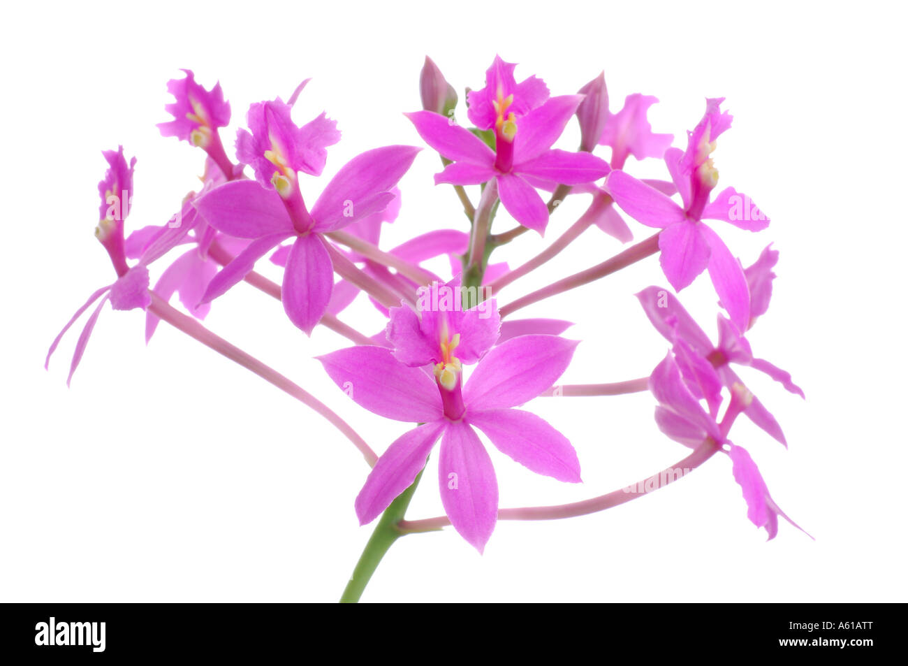 Purple bloom Cut Out Stock Images & Pictures - Alamy
