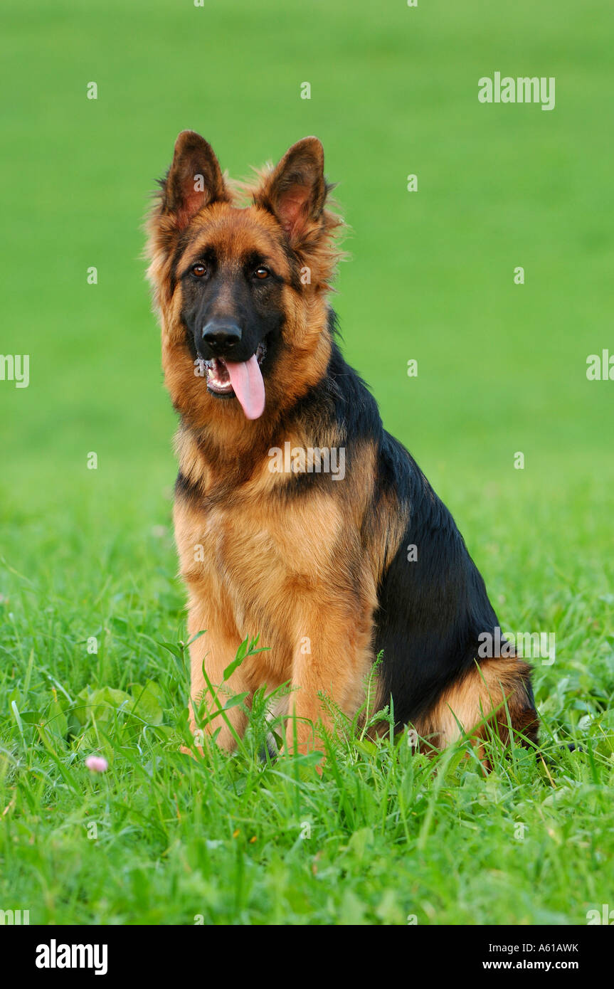 Alsatian pets hi-res stock photography and images - Alamy
